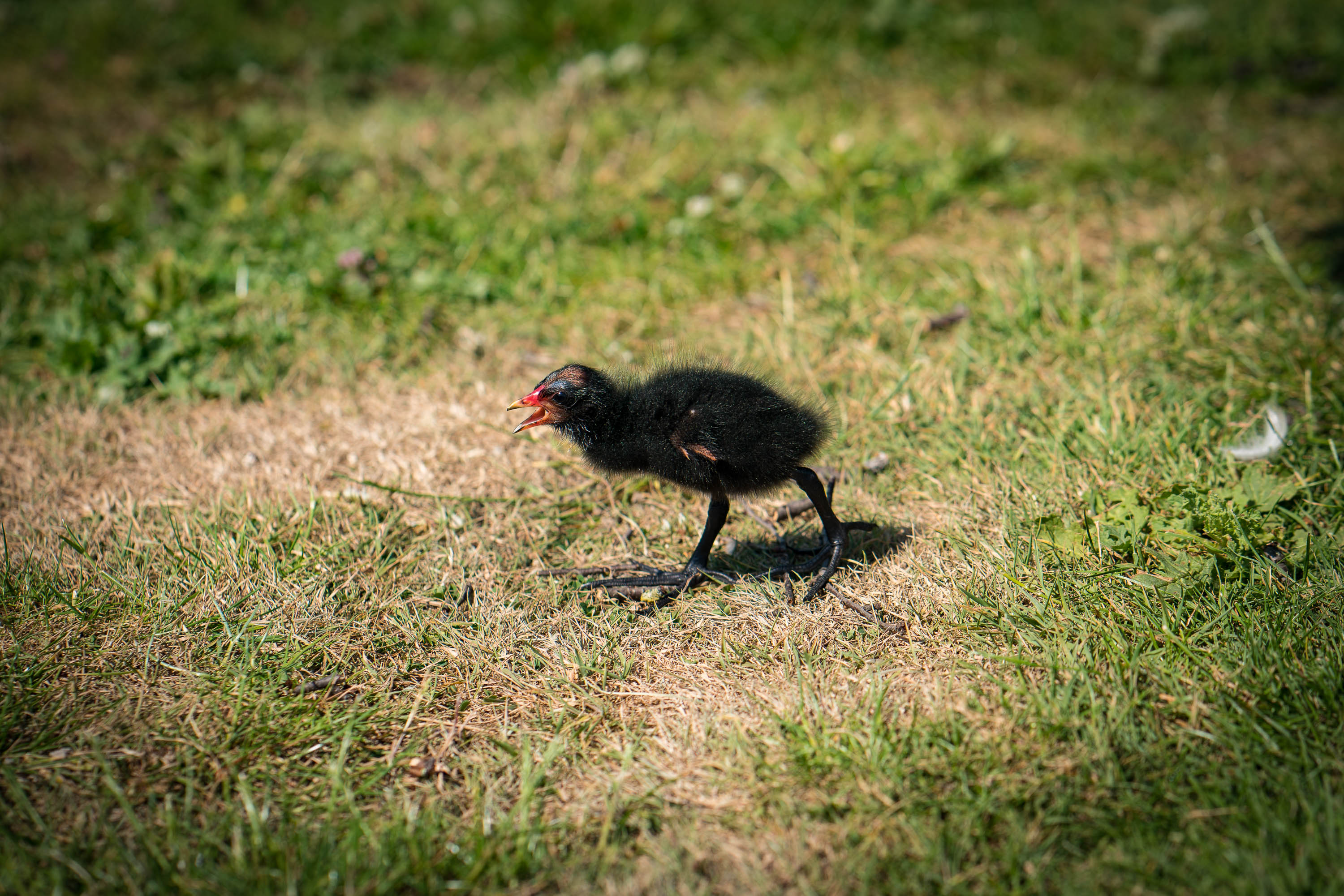 Baby bird – A Life In London